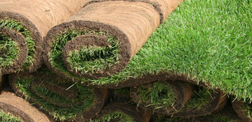 Venta de Pasto Natural en Cancún, Playa del Carmen y Tulum. Pasto San ...